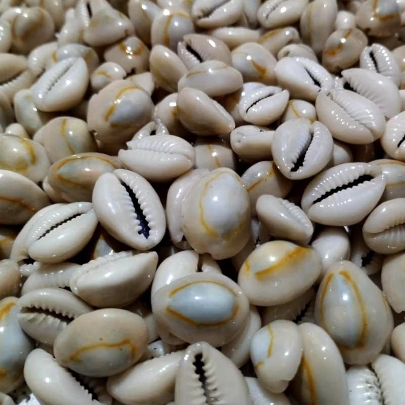 Jual KEWUK ABU ASLI KERANG ISI 25 PCS | KUWUK KERANG LAUT BIJI CONGKLAK ...