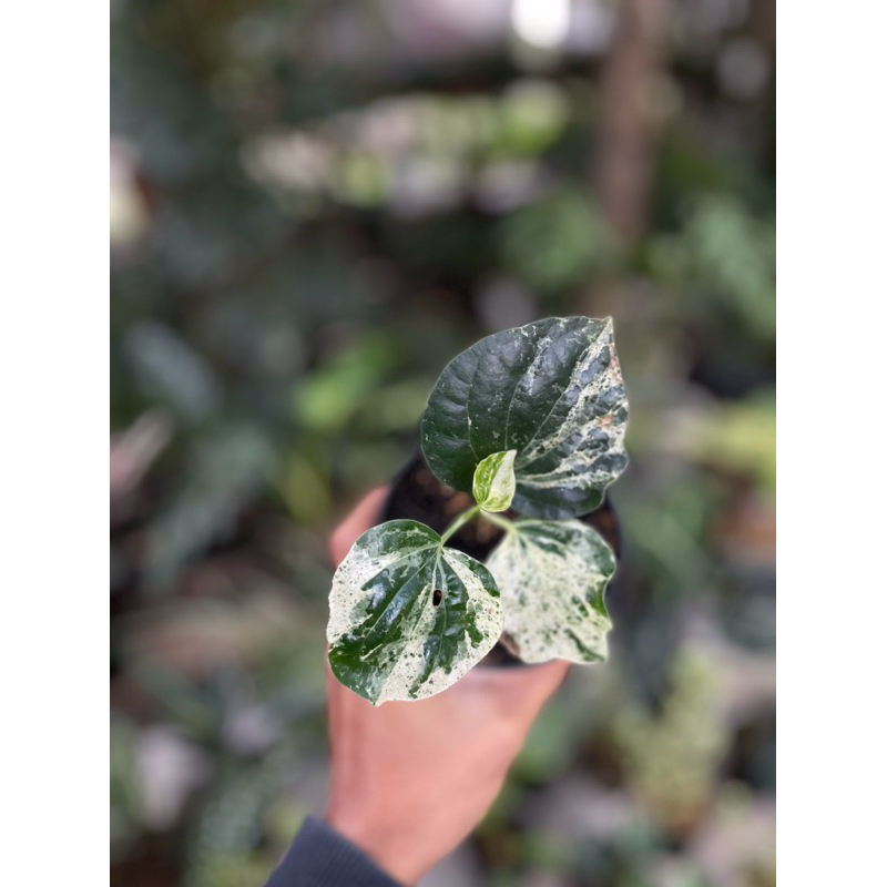 Jual tanaman hias piper sirih hitam variegata | Shopee Indonesia