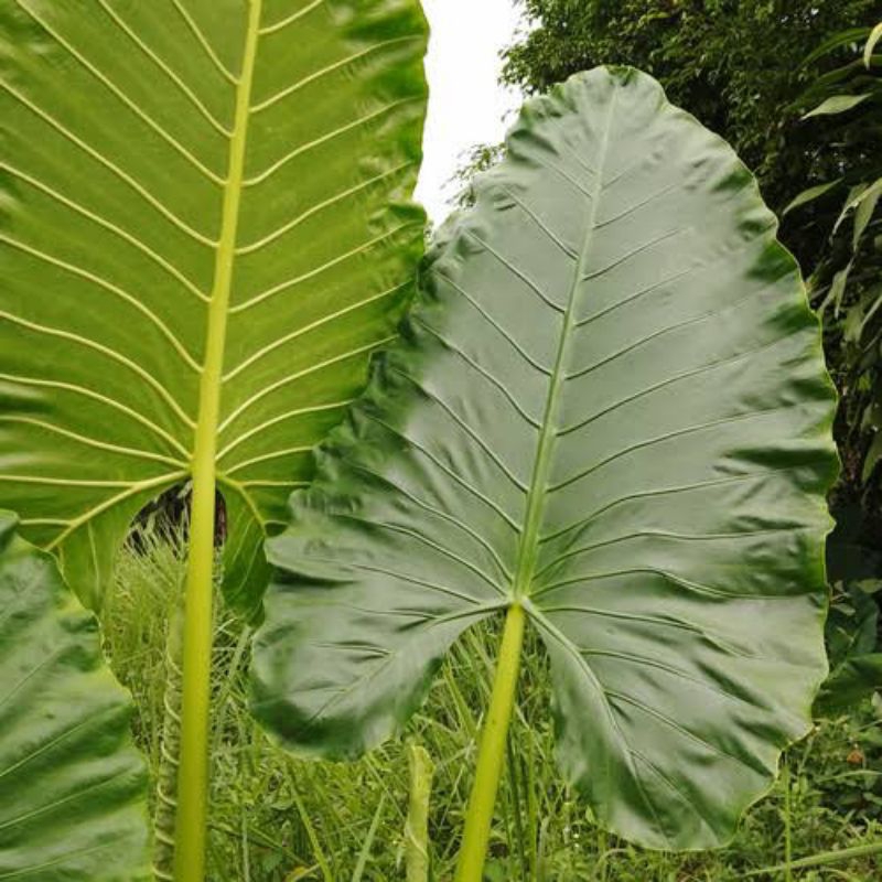 Jual daun talas sente pakan gurame lebar ± 70 cm | Shopee Indonesia