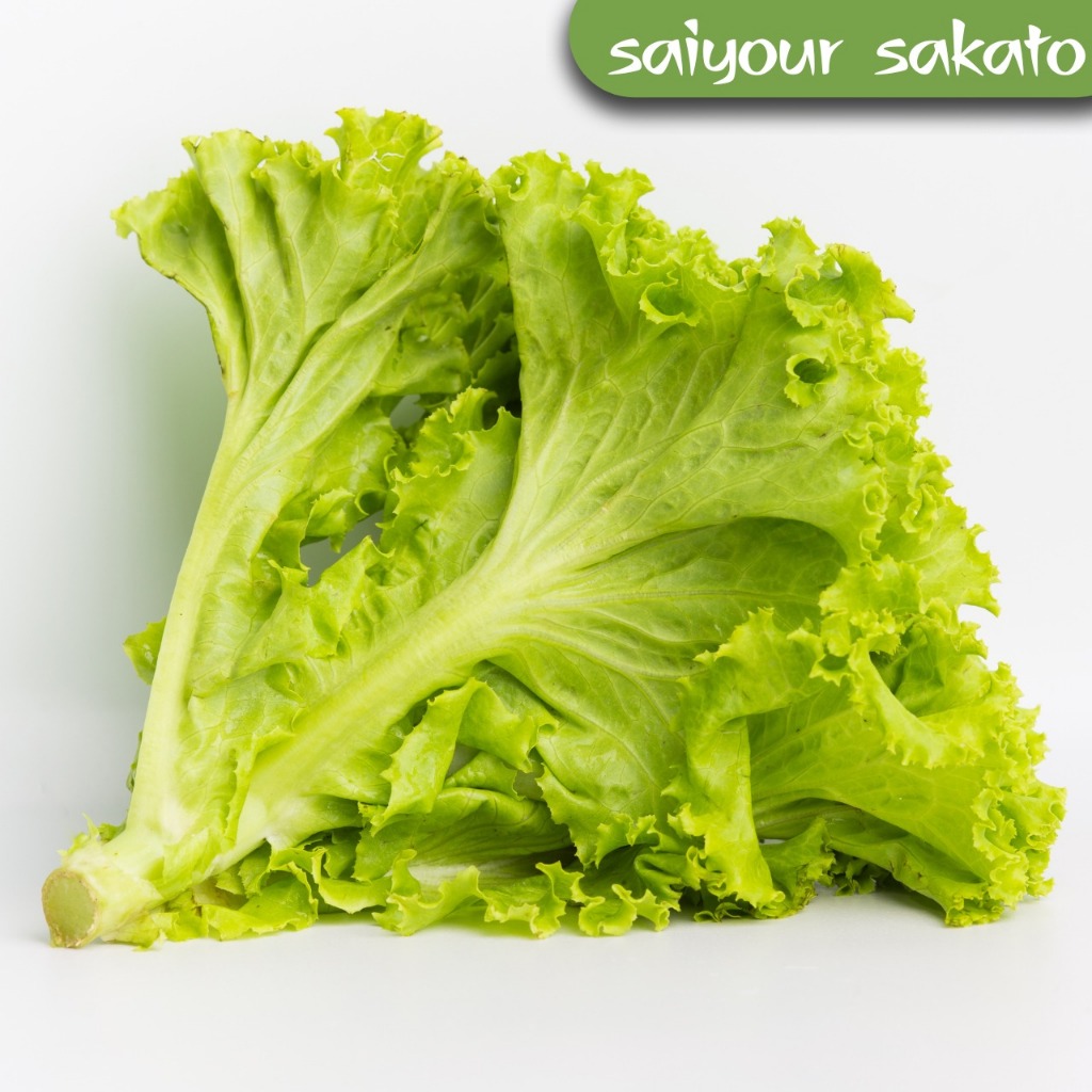 Jual Daun Selada Per Ikat - Saiyour Sakato | Shopee Indonesia