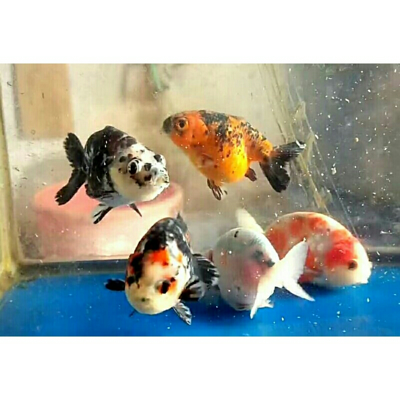Jual ikan mas koki Lioncu sapi / sakura | Shopee Indonesia