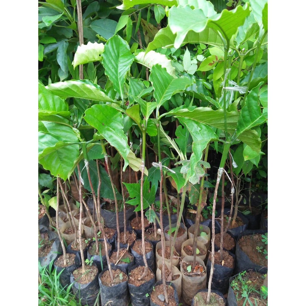 Jual Bibit Tanaman Kopi Robusta - Sambung Pucuk - Lebih Cepat Berbuah - Harga Murah | Shopee ...
