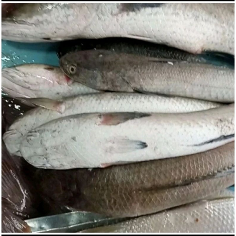 Jual Ikan Gabus Segar Fresh bisa Request Potong | Shopee Indonesia