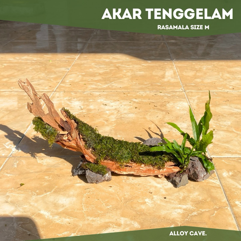 Jual Kayu Rentek Tenggelam Size M +Tanaman Aquascape/Aquatic/Akuarium ...