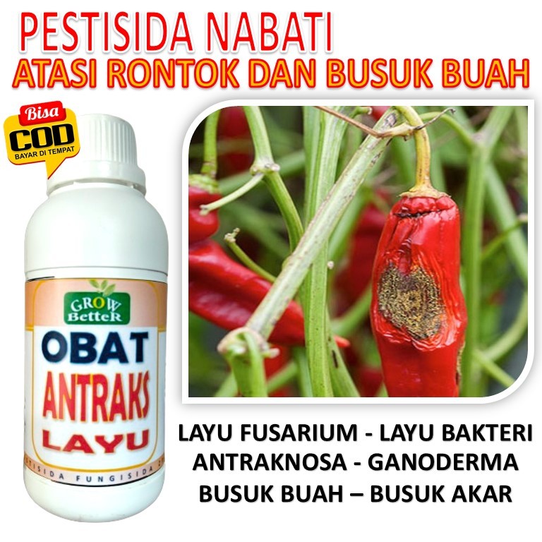 Jual Pestisida Nabati untuk Obat antranosa cabe Patek Bule layu ...