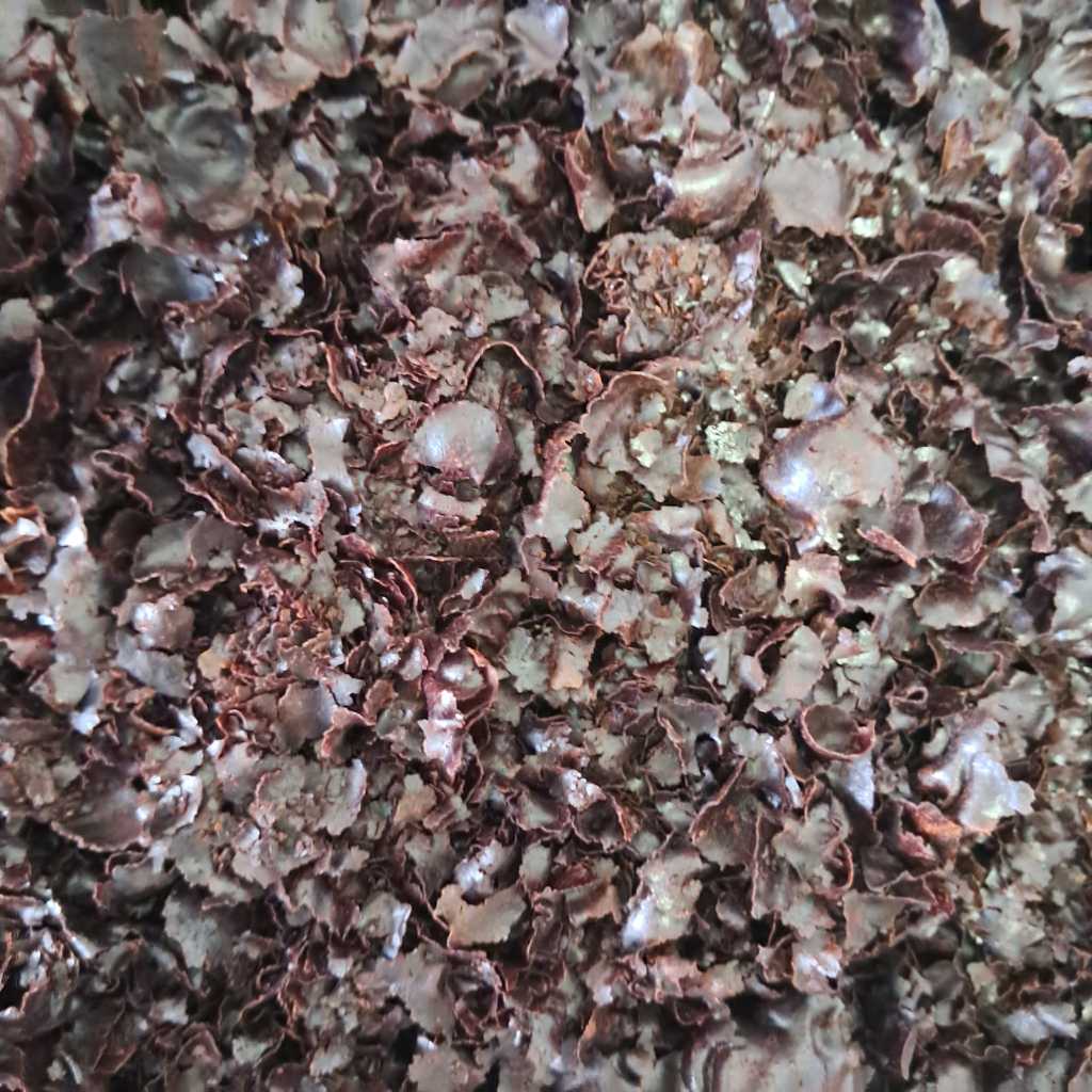 Jual Bungkil kakao | cocoa cake | bahan baku coklat bubuk dan selai ...