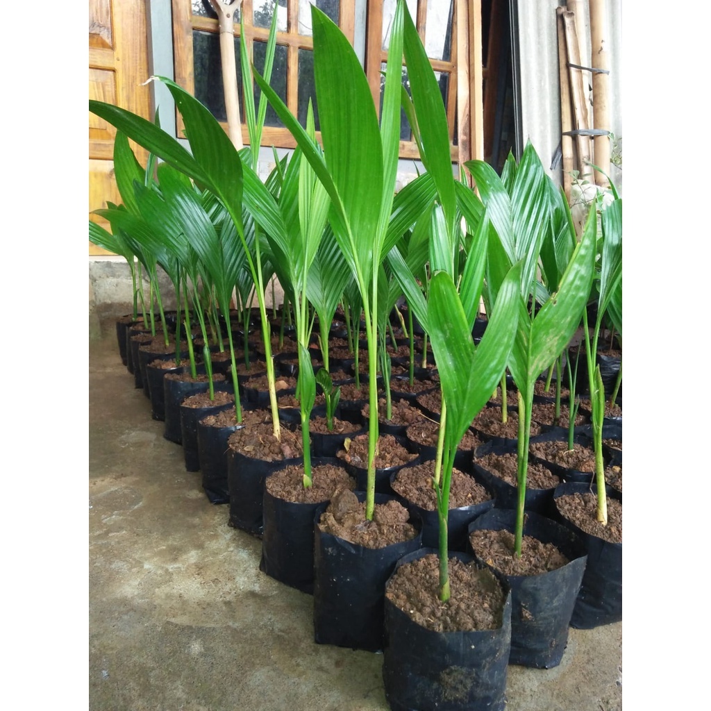 Jual Bibit Tanaman Pinang - Pinang Lokal - Siap Tanam | Shopee Indonesia
