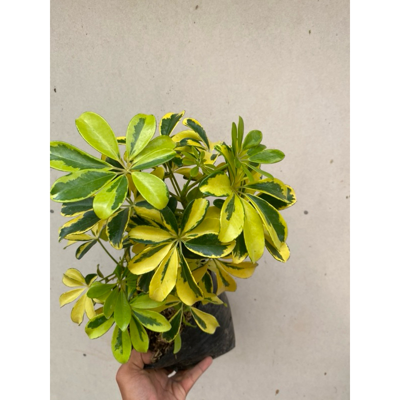 Jual Tanaman hias Schefflera Grandiflora - Umbrella Tree - Walisongo ...