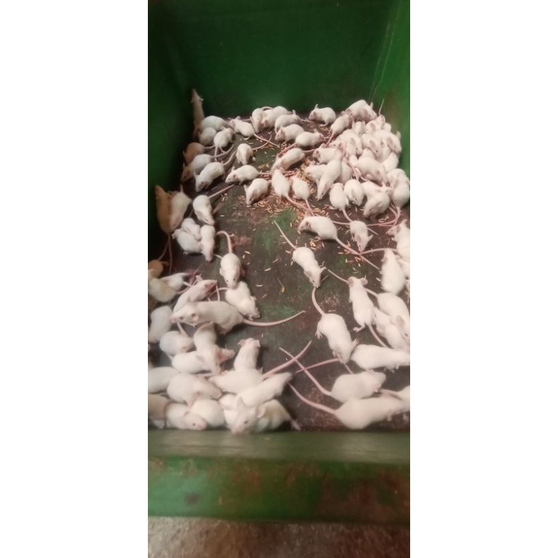 Jual Mencit Jumper Tikus Putih Pakan Reptile Reptil Lab Laboratorium ...