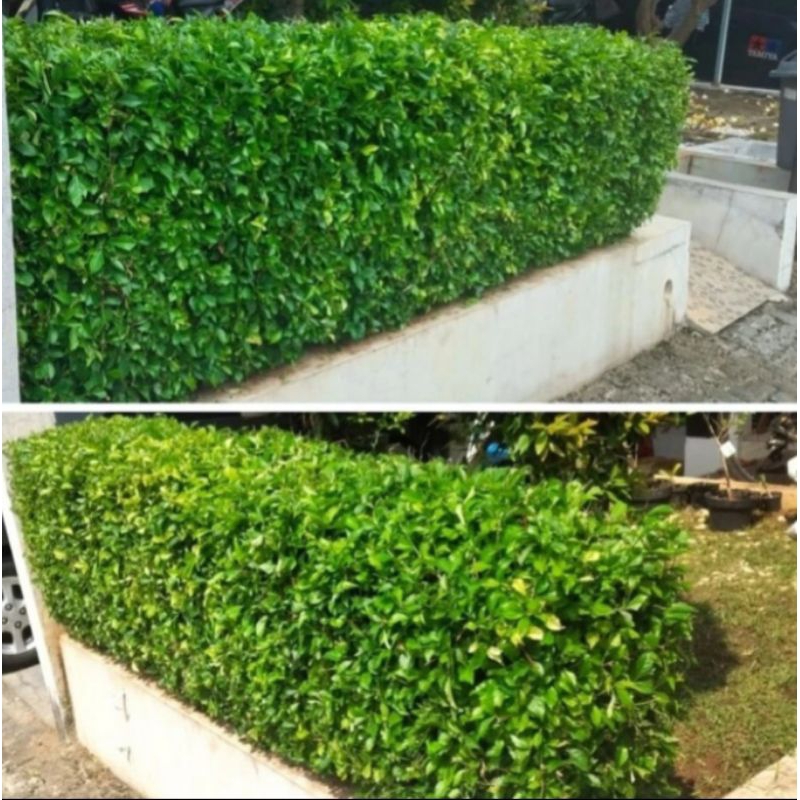 Jual paket 200 pohon teh tehan untuk pagar | Shopee Indonesia