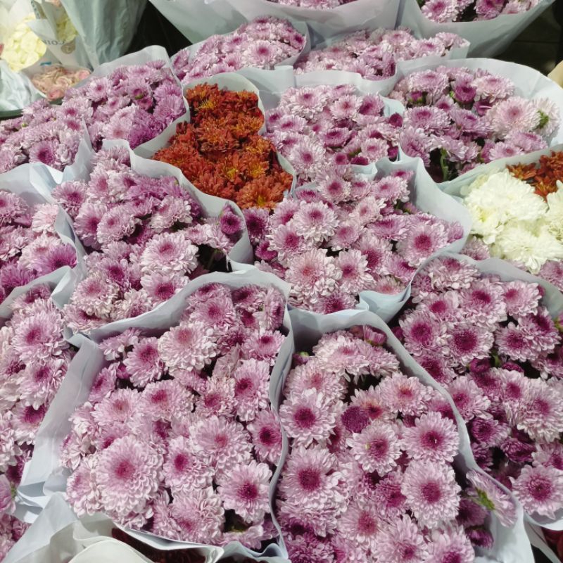 Jual Bunga Aster Puma spray (Bunga segar Jakarta) | Shopee Indonesia