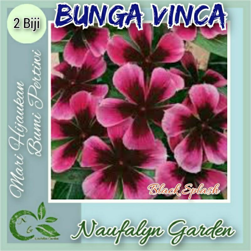 Jual 2 Biji Bibit Benih Bunga Vinca Black Splash Seri Sultan | Shopee ...