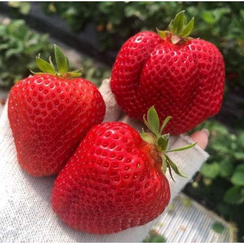 Jual Tanaman strawberry jepang-korea (buah jumbo) | Shopee Indonesia