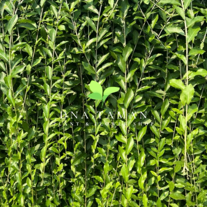 Jual PROMO 200 BATANG// TANAMAN HIAS LEE KWAN YEW PANJAN 50 CM// LI ...