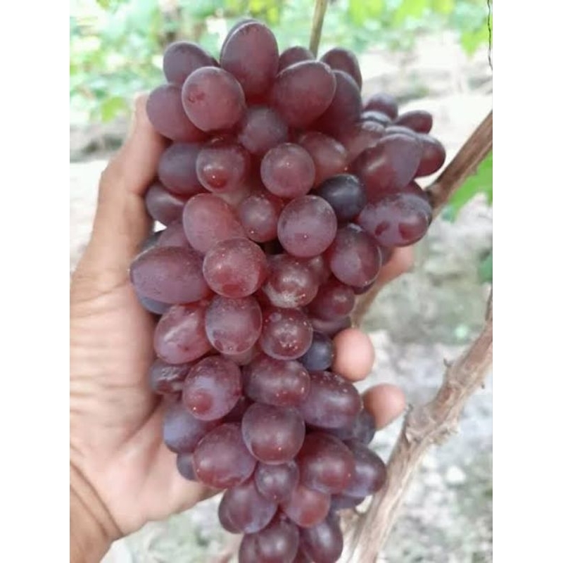 Jual anggur import Jupiter | Shopee Indonesia