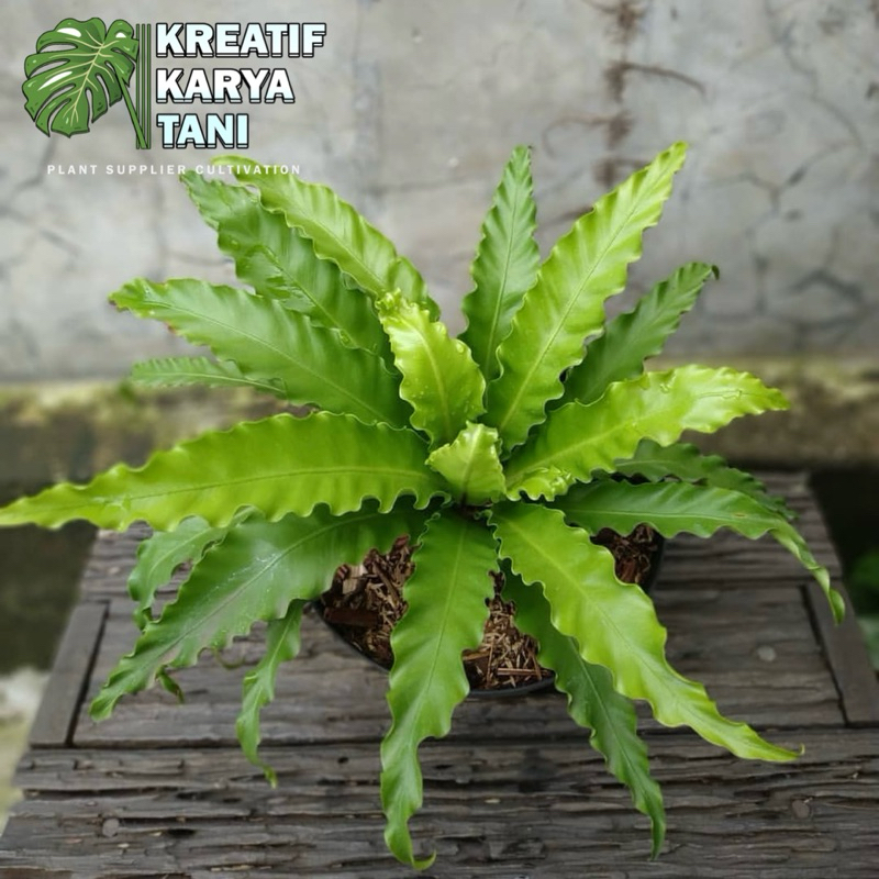 Jual Promo Tanaman hias kadaka osaka - Kadaka osaka murah | Shopee ...