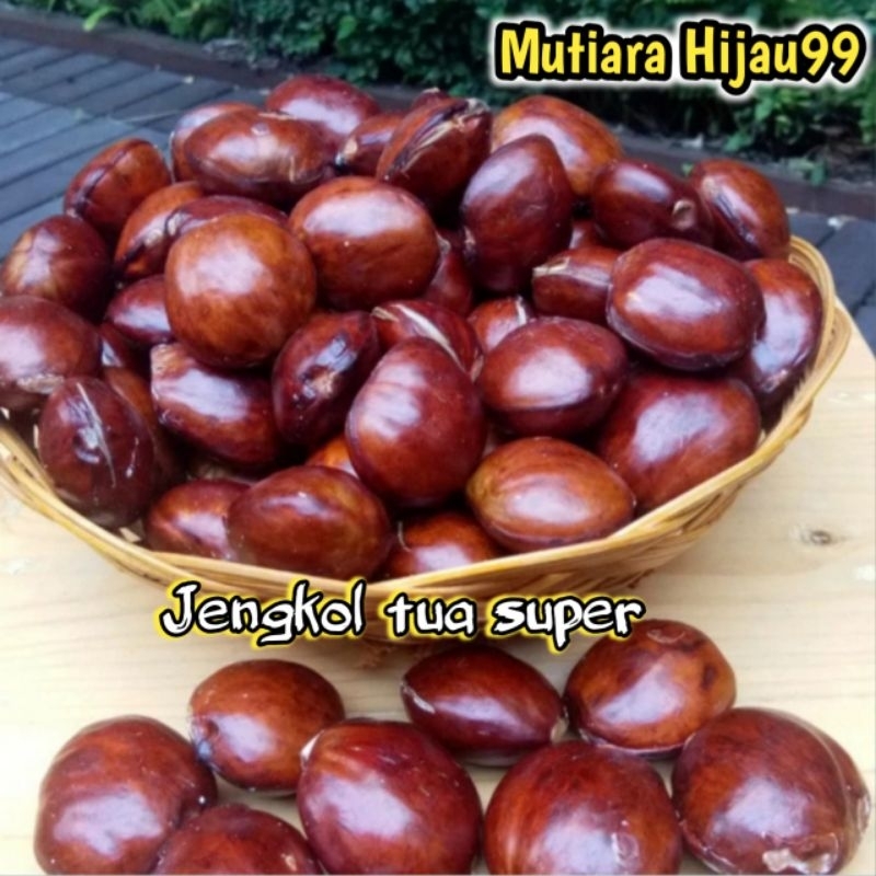 Jual JENGKOL TUA SUPER KEMASAN 1KG/JENGKOL TUA SEGAR/JENGKOL TUA MENTAH ...
