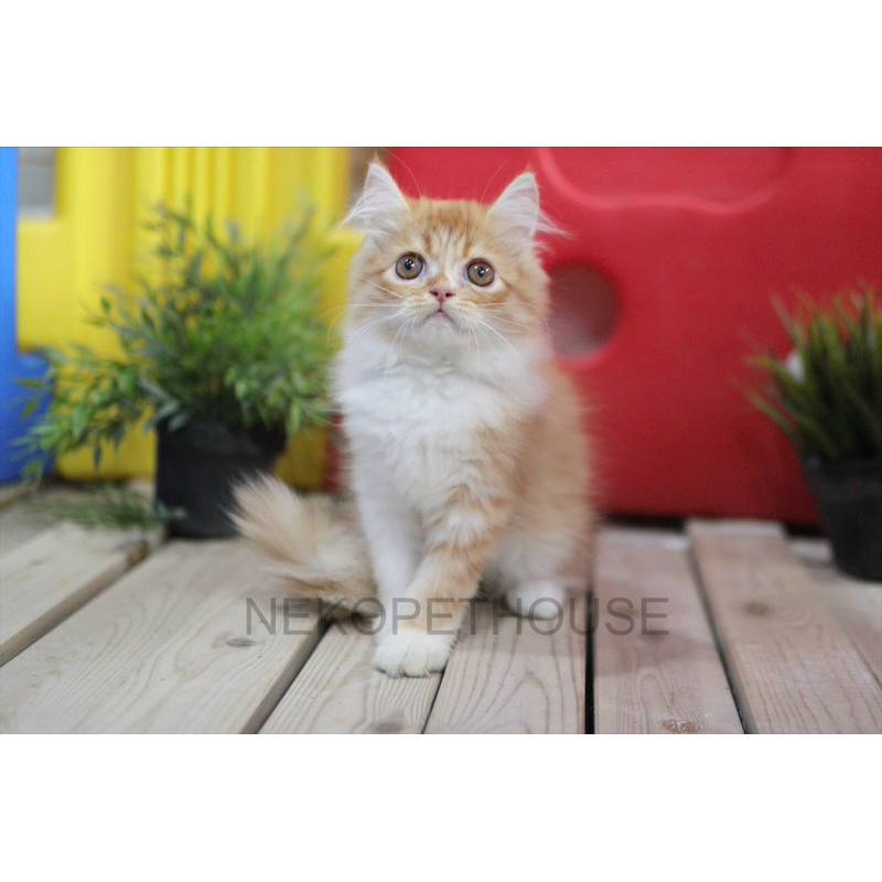 Jual Kucing Persia Flatnose Longhair Kitten Anak Kucing | Shopee Indonesia