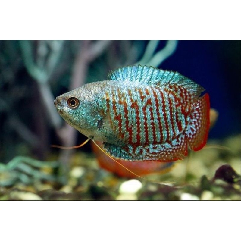 Jual Ikan Hias Sepat Ralis | Shopee Indonesia