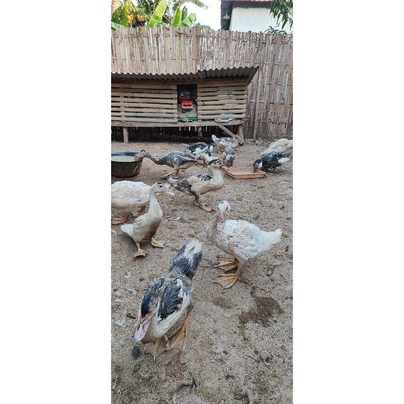 Jual Entok Jumbo Blitar | Shopee Indonesia