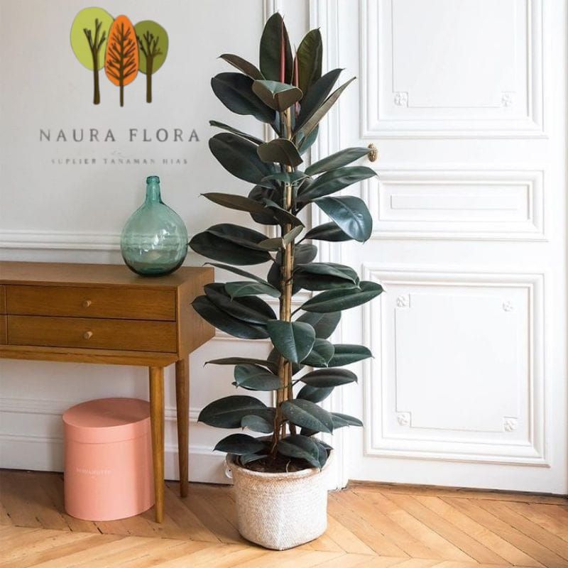 Jual Tanaman hias karet kebo ficus elastica Tinggi 1 meter - 1,30cm ...