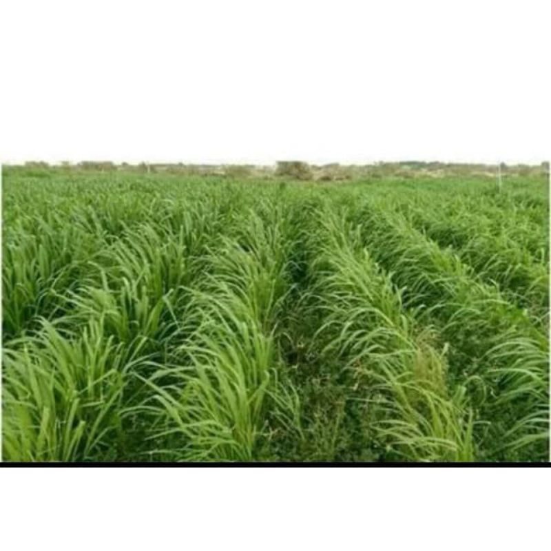 Jual ( 100 Butir ) Benih Rumput Mombaca Pakan Ternak/Rumput Benggala ...