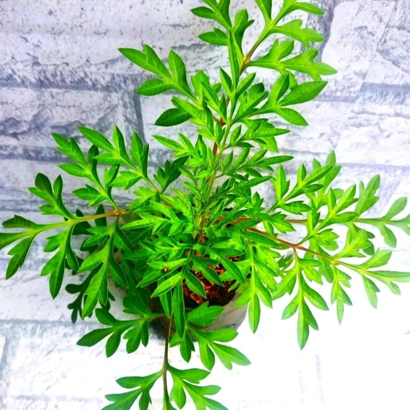 Jual Bibit Tanaman Daun Kenikir ( Cosmos Plant ) Sayur Lalapan Randa ...