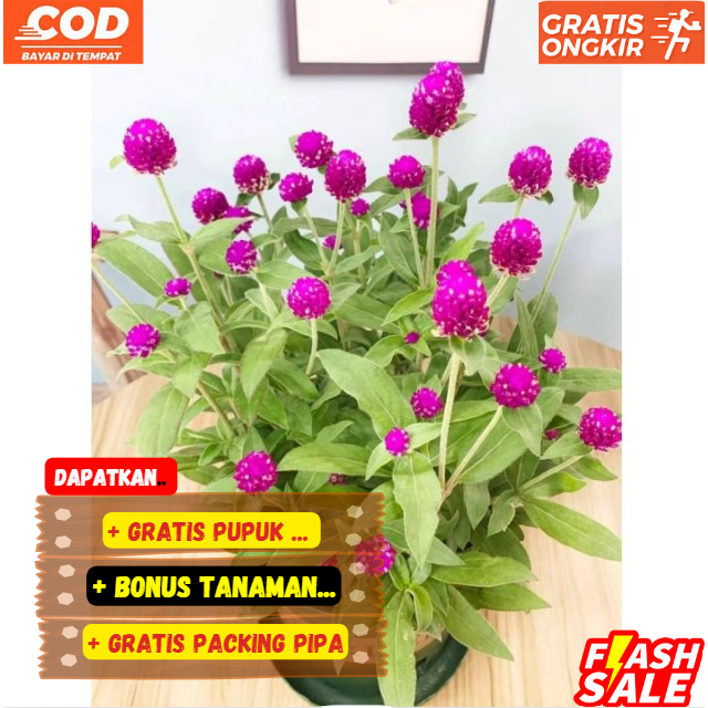 Jual Bunga Kancing Ungu ( Kenop Kancing ) Super Cantik ASLI | Shopee ...