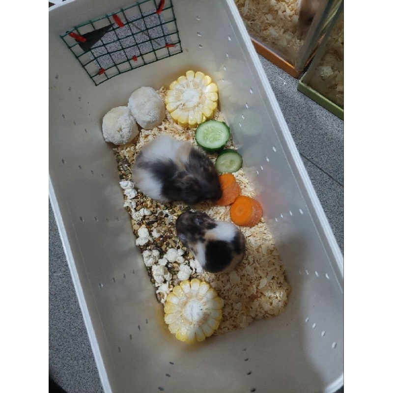 Jual KHUSUS AREA JAWA BARAT - Packing khusus pengiriman hamster robo ...