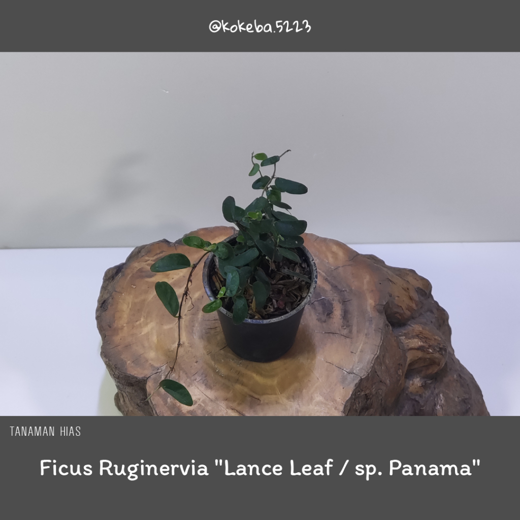 Jual Ficus Panama | Tanaman Rambat Mini - Terrarium Paludarium | Shopee ...