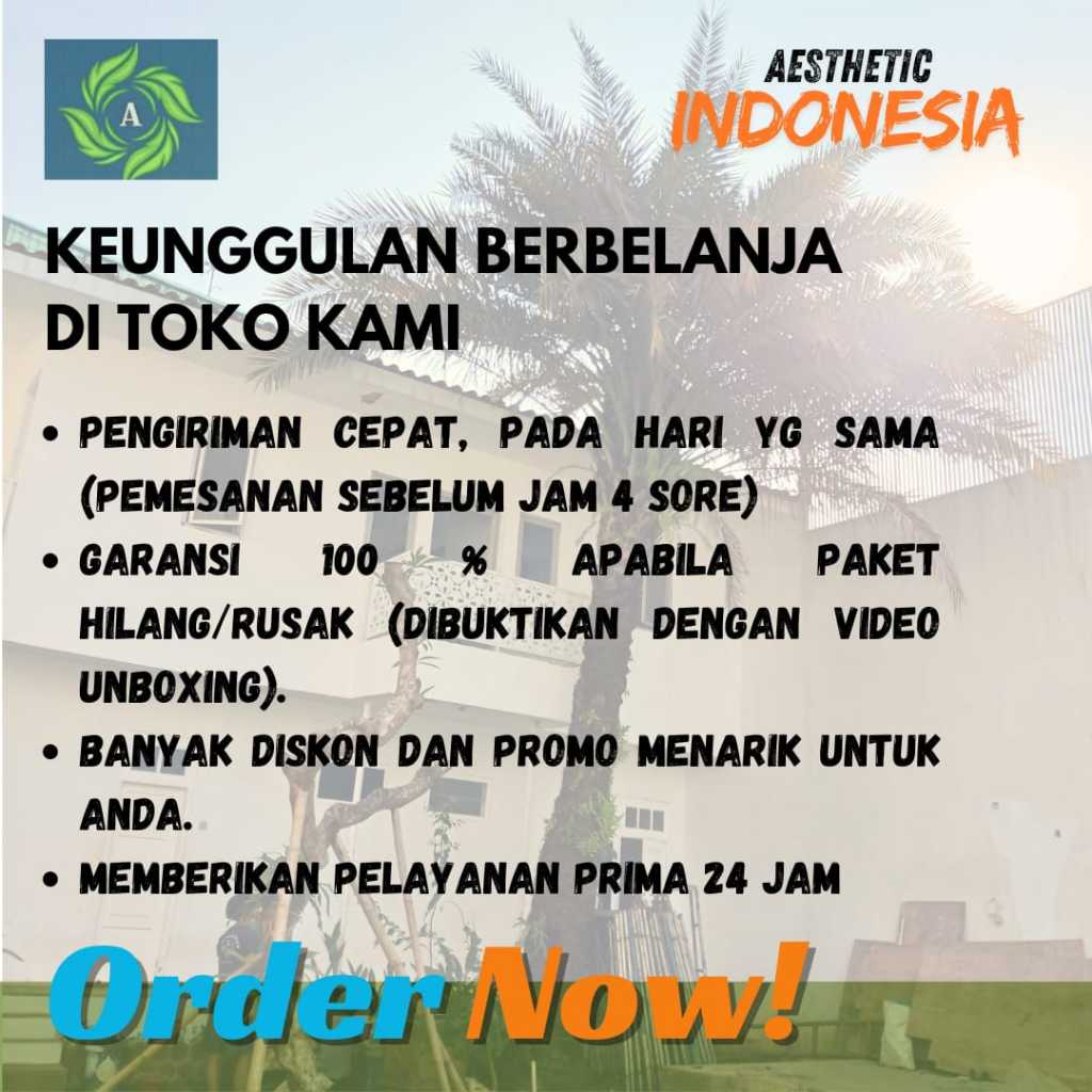 Jual Pohon Tabebuya Bunga Pink 3 Meter | Tanaman Tabebuya Pink | Shopee ...