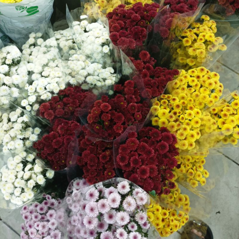 Jual Bunga Calimero fresh | Shopee Indonesia