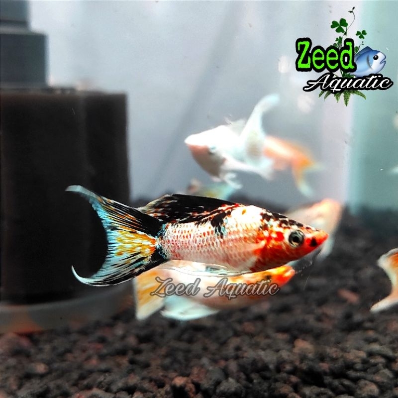 Jual ikan hias air tawar Molly Veiltail Slayer (rare) | Shopee Indonesia