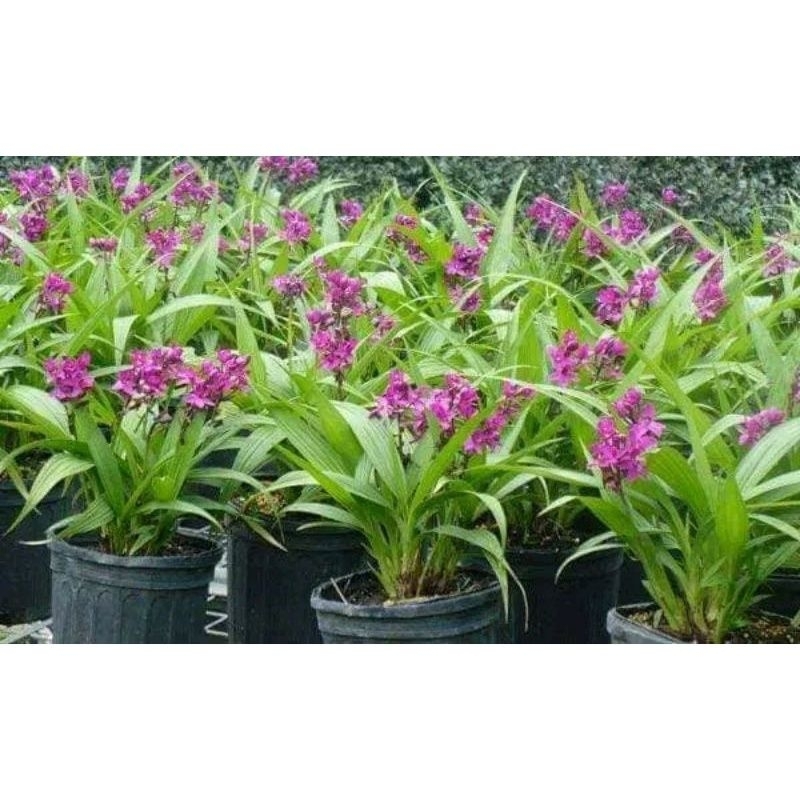 Jual Anggrek tanah siap berkembang bunga (id: kembang ungu) | Shopee ...