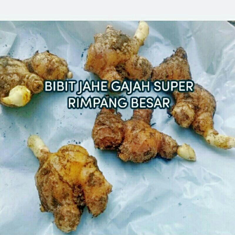 Jual 1 Kg Bibit Jahe Gajah Atau Jahe Putih Tumbuh Tunas Tua Siap Tanam ...