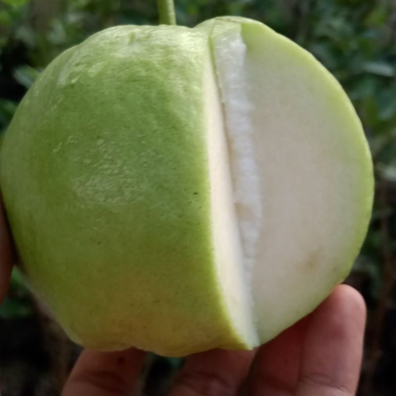 Jual Fresh Cangkok Jambu Kristal Putih ( PAKET 100 BIBIT ) | Shopee ...