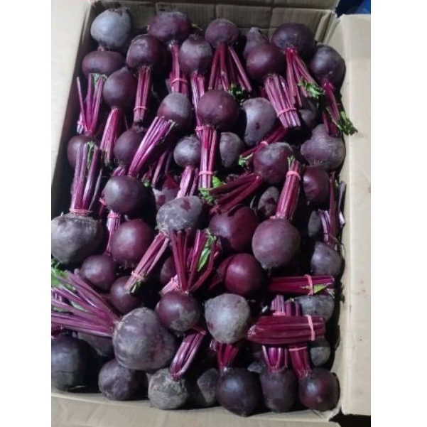 Jual Buah Bit / beetroot fresh 1 KG segar | Shopee Indonesia