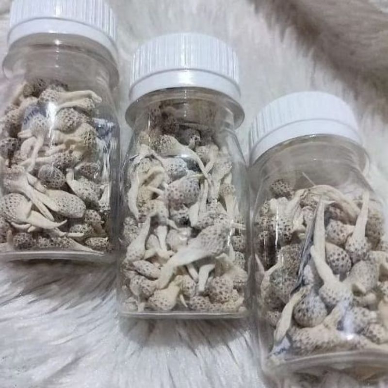 Jual Empot mpot ayam Putih utuh 100% ORIGINAL BIANG MURNI ASLI & ALAMI ...