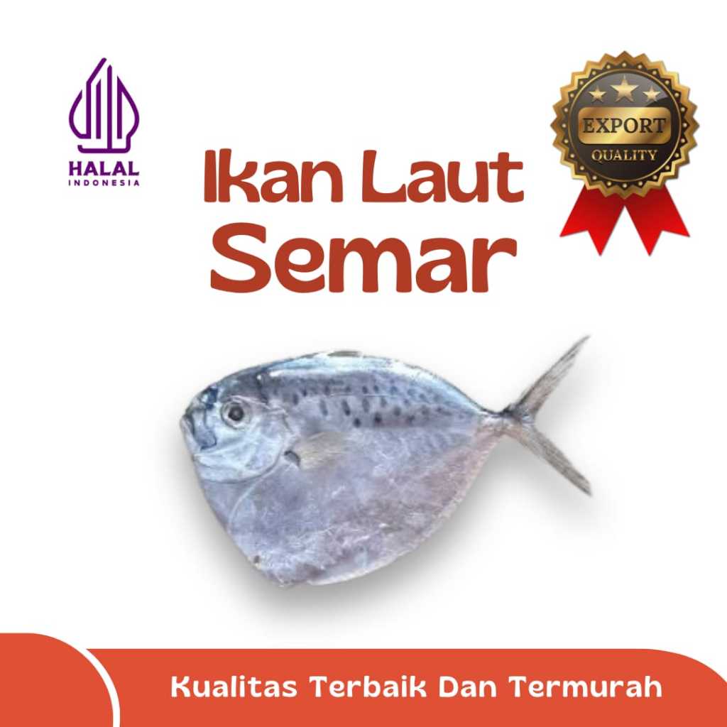 Jual IKAN SEMAR / IKAN ANI ANI / IKAN LAUT EKSPOR QUALITY | Shopee ...