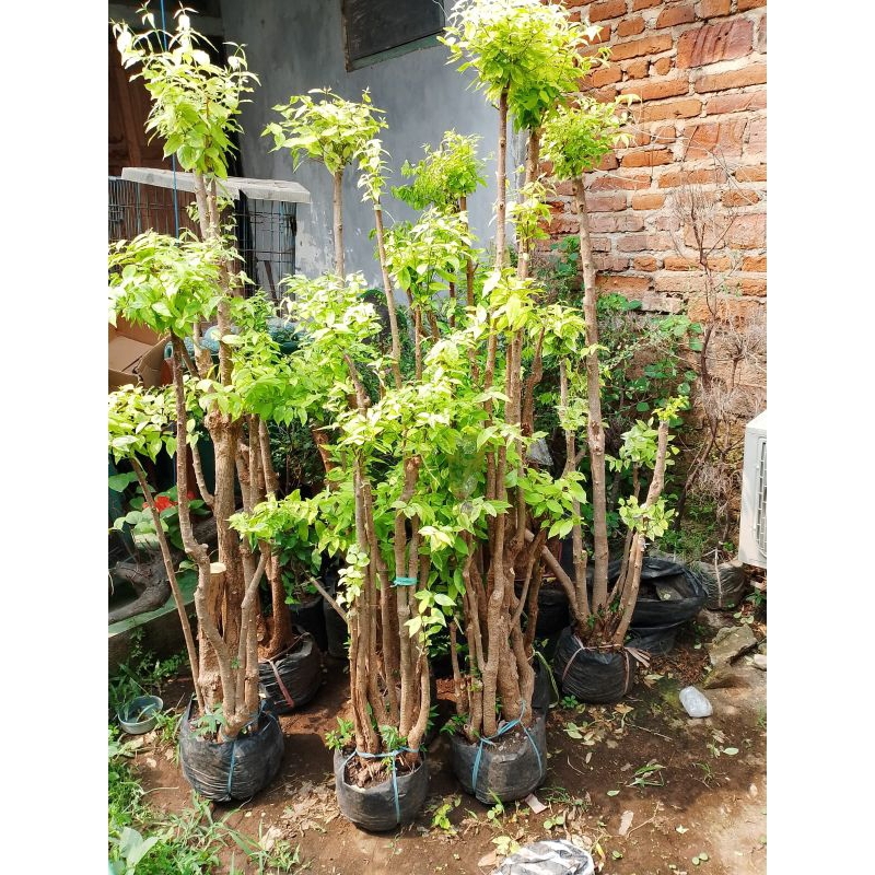 Jual Bonsai Taman Tanaman Hias Anting Putri Kuning Varigata 1,5 Meter ...