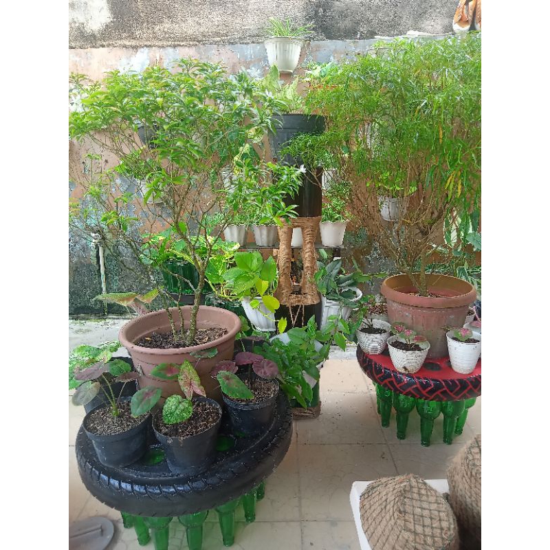 Jual standing pot tanaman bunga | Shopee Indonesia