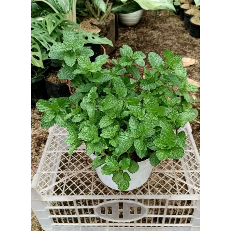 Jual Daun pepermin (Dikirim full media) | Shopee Indonesia