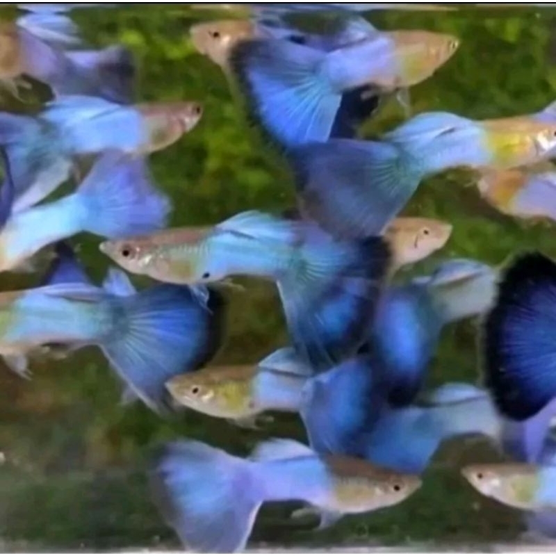Jual Hiasan Aquarium Singa Blue Tail | Shopee Indonesia