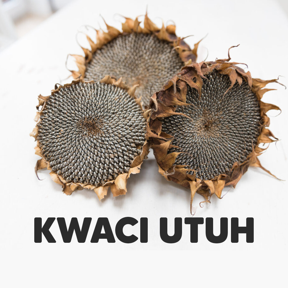 Jual Bunga Matahari Kering Utuh untuk Kwaci Kuaci Pakan Burung atau ...