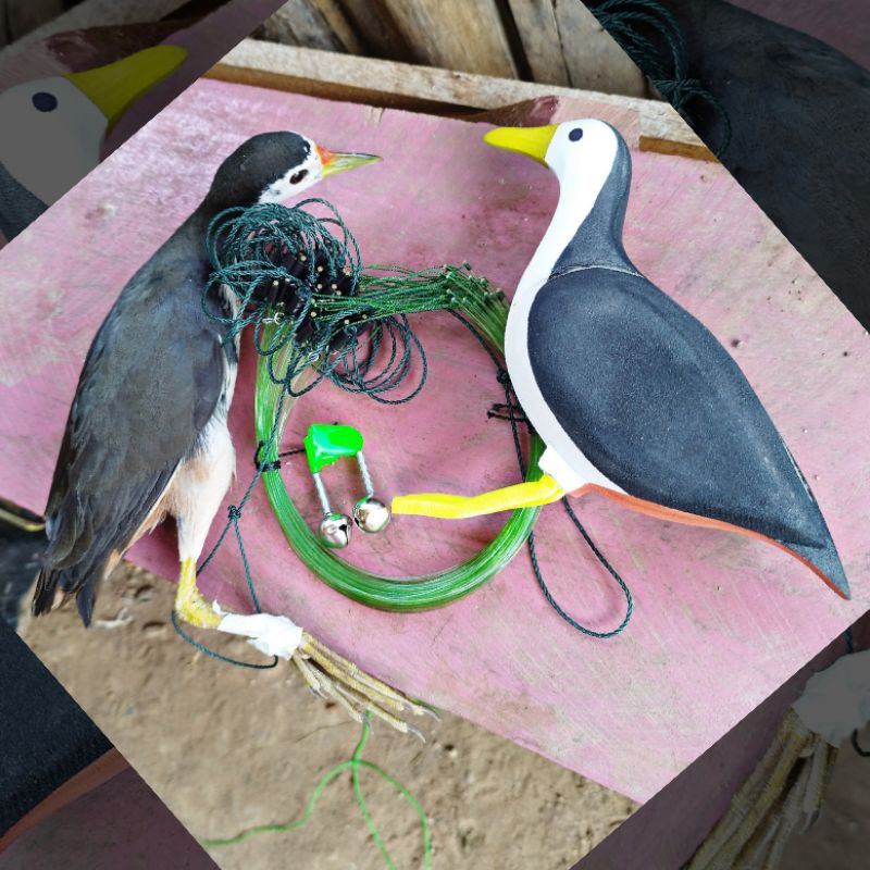 Jual Paket lengkap Jerat dan Boneka patung burung ruak ruak / ayaman ...