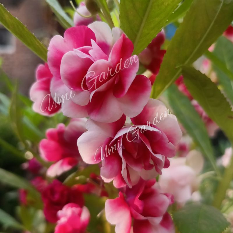 Jual 50 Biji Benih Bunga Pacar Air Magenta Gradasi Pink Tumpuk ...