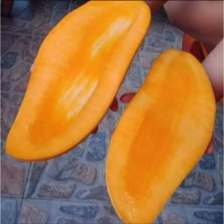 Jual mangga red ivory | bibit mangga red ivory | bahan tabulampot ...
