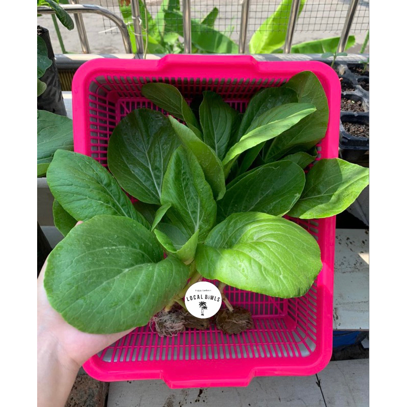 Jual biji benih bibit sawi cakcoy cap bintang asia | Shopee Indonesia