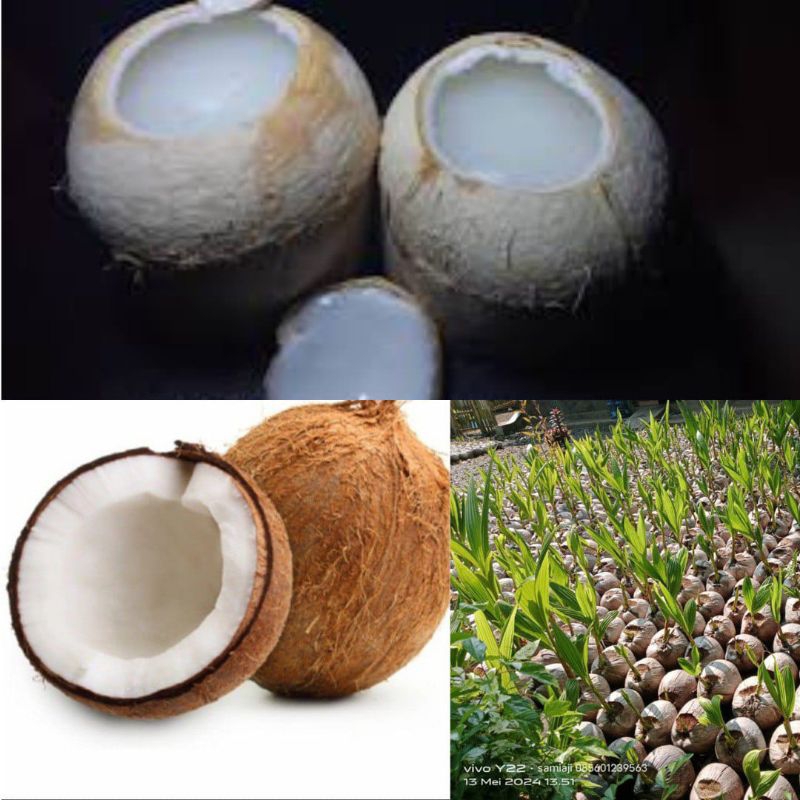 Jual Kelapa Tanaman Kelapa Hibrida Hijau, Tanaman Kelapa Kecil, Tanaman ...
