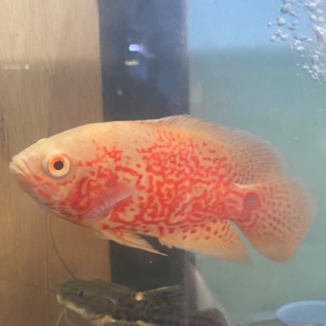 Jual (SIZE 7-8 CM) IKAN HIAS OSCAR NEMO OSCAR TIGER RED IMPORT / OSCAR ...